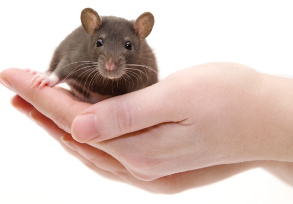 Can A Dog Get Rabies From A Rat