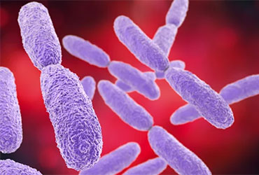 Klebsiella Under Microscope