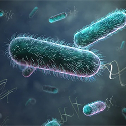 Resistant E. coli Rises Despite Drop in Cipro Use
