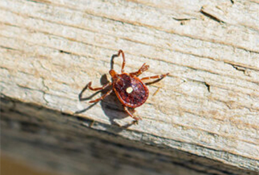 Lone Star Tick Bite AGS Alpha Gal Syndrome Meat Allergy