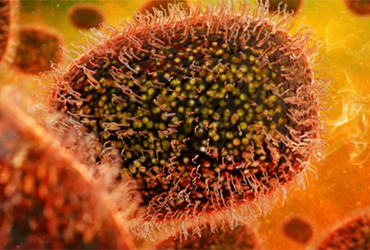 Rare Case of HCW Mpox Infection Documented in California