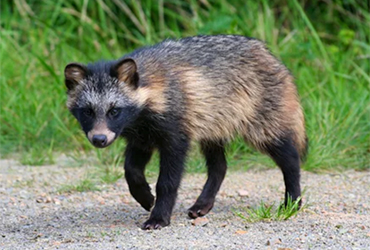 Raccoon Dogs
