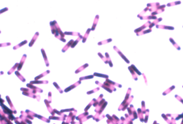 FDA Approves First Orally Administered Fecal Microbiota Product to ...