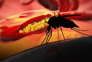 Despite Inroads, Combating Malaria Remains a Challenge