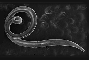 Thelaziosis Emerging in Cats, Dogs in Northeastern U.S.