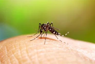Millions of Cases of Dengue Fever Reported in Latin America and the ...