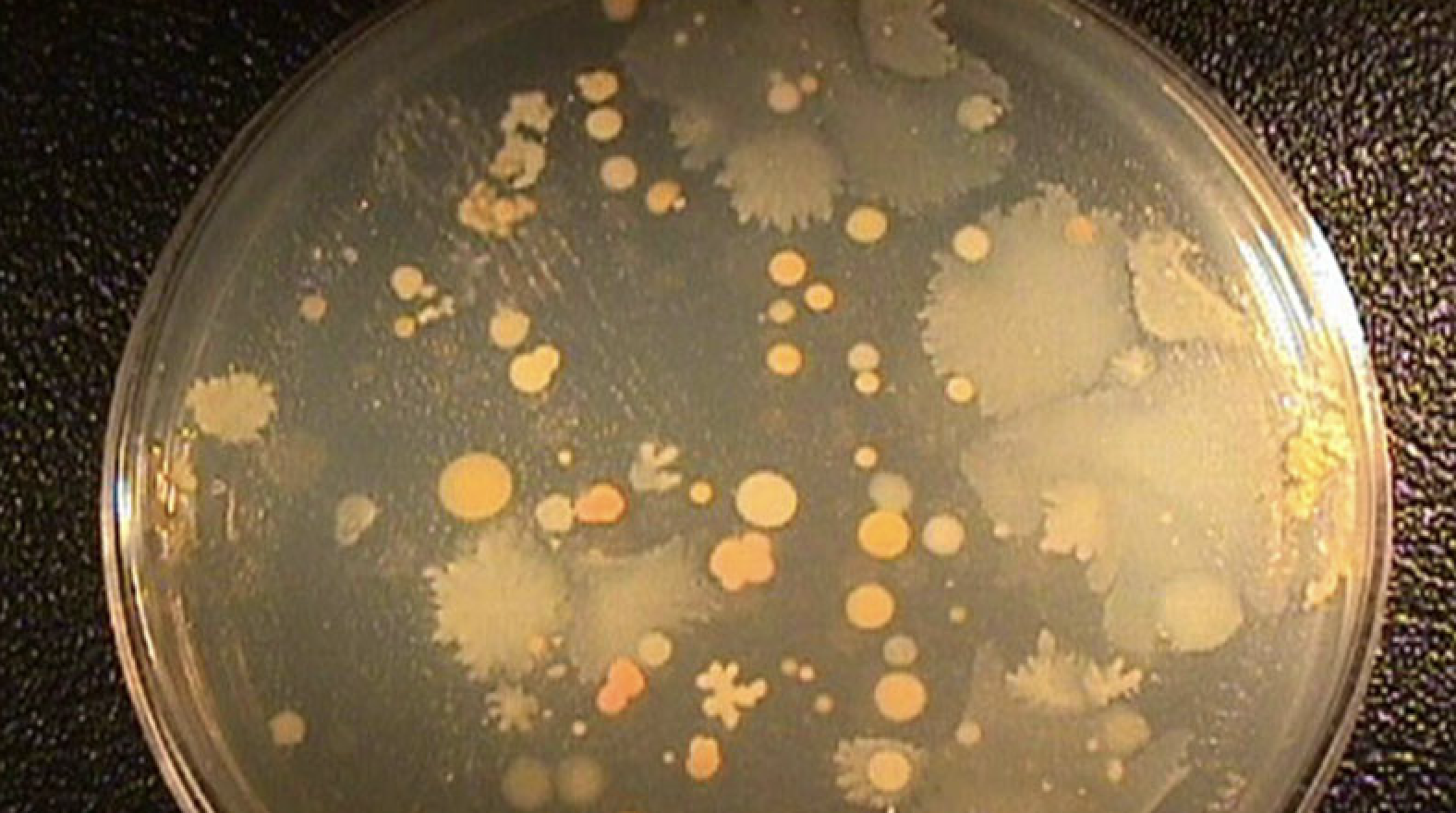 Marine Bacteria Developing Resistance to Common Antibiotics