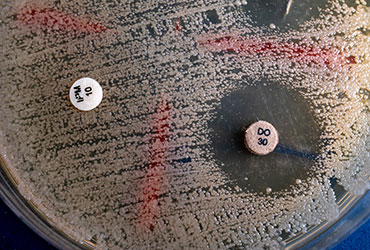 CLSI breakpoints FDA recognition antibiotics development