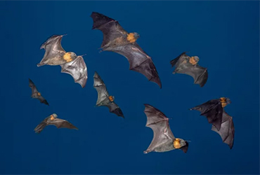 Bats: Beneficial, but Not Always Benign
