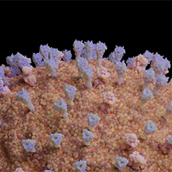 FDA Approves Enflonsia, Second RSV Antibody for Infants